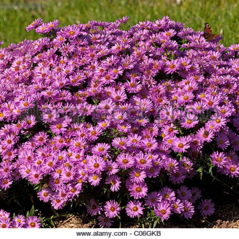 Aster dumosus Kassel - Rasadnik „Jelena”